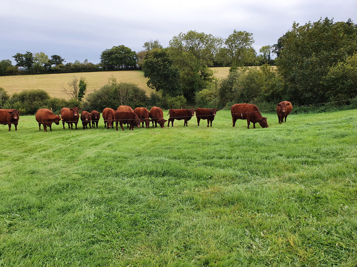 Grasses | Goren Farm Seeds