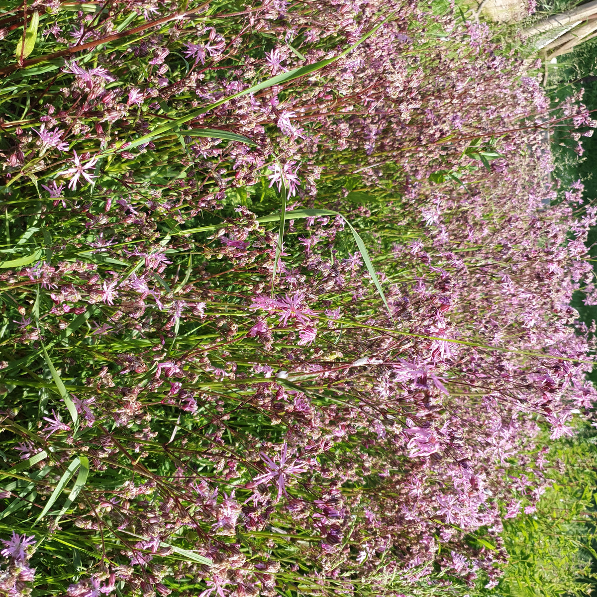 Ragged Robin 2g | Goren Farm Seeds