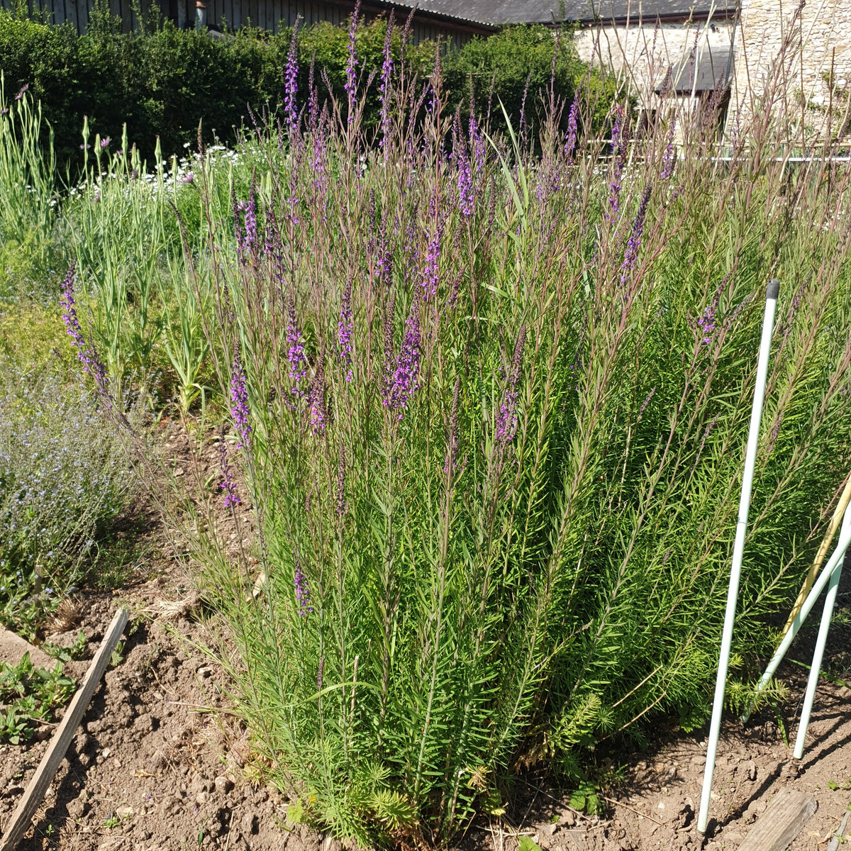 Purple Toadflax, 1g | Goren Farm Seeds