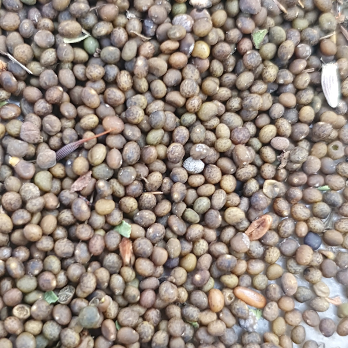 Red Campion - 2g | Goren Farm Seeds