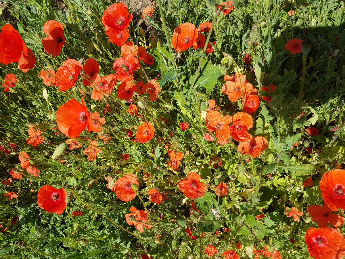 Cornfield annual mix | Goren Farm Seeds