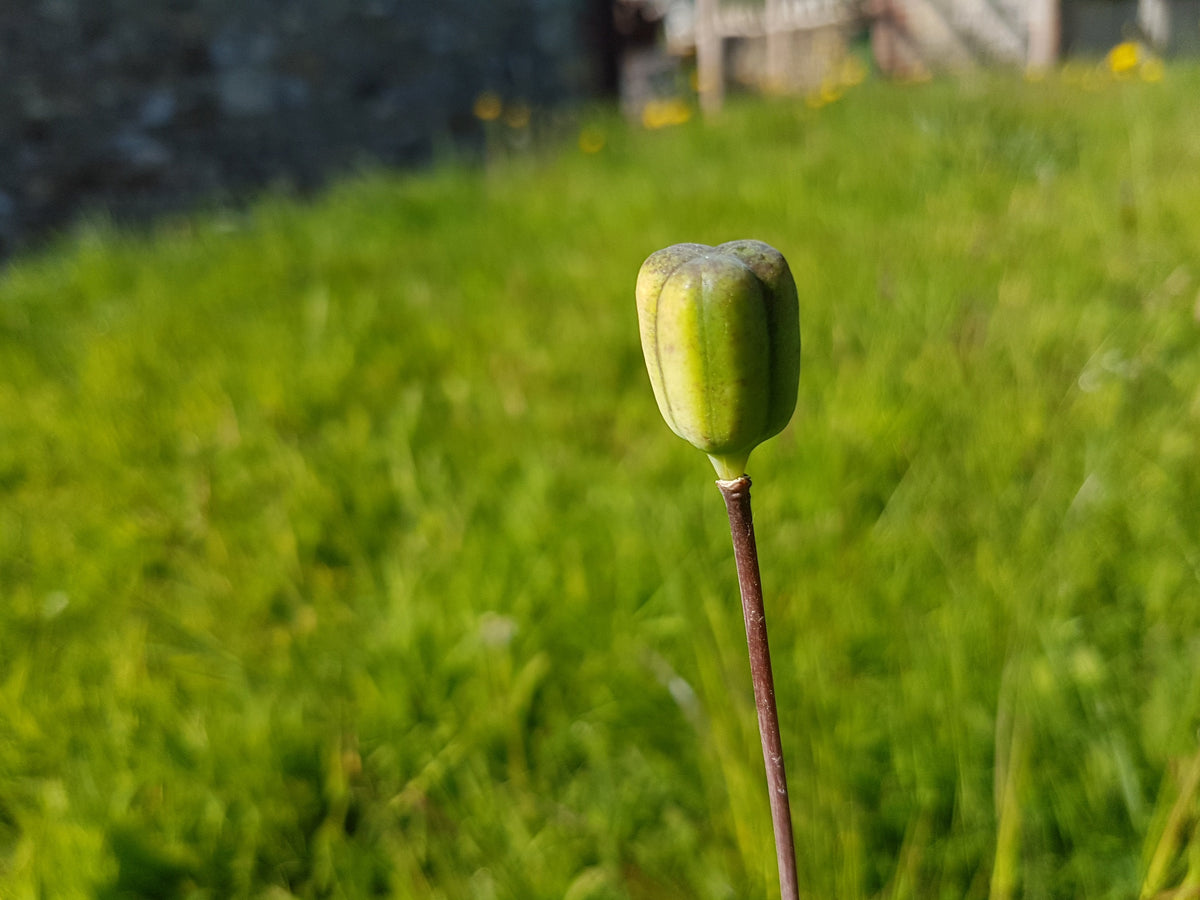 Snakes head fertilary - 0.1g | Goren Farm Seeds