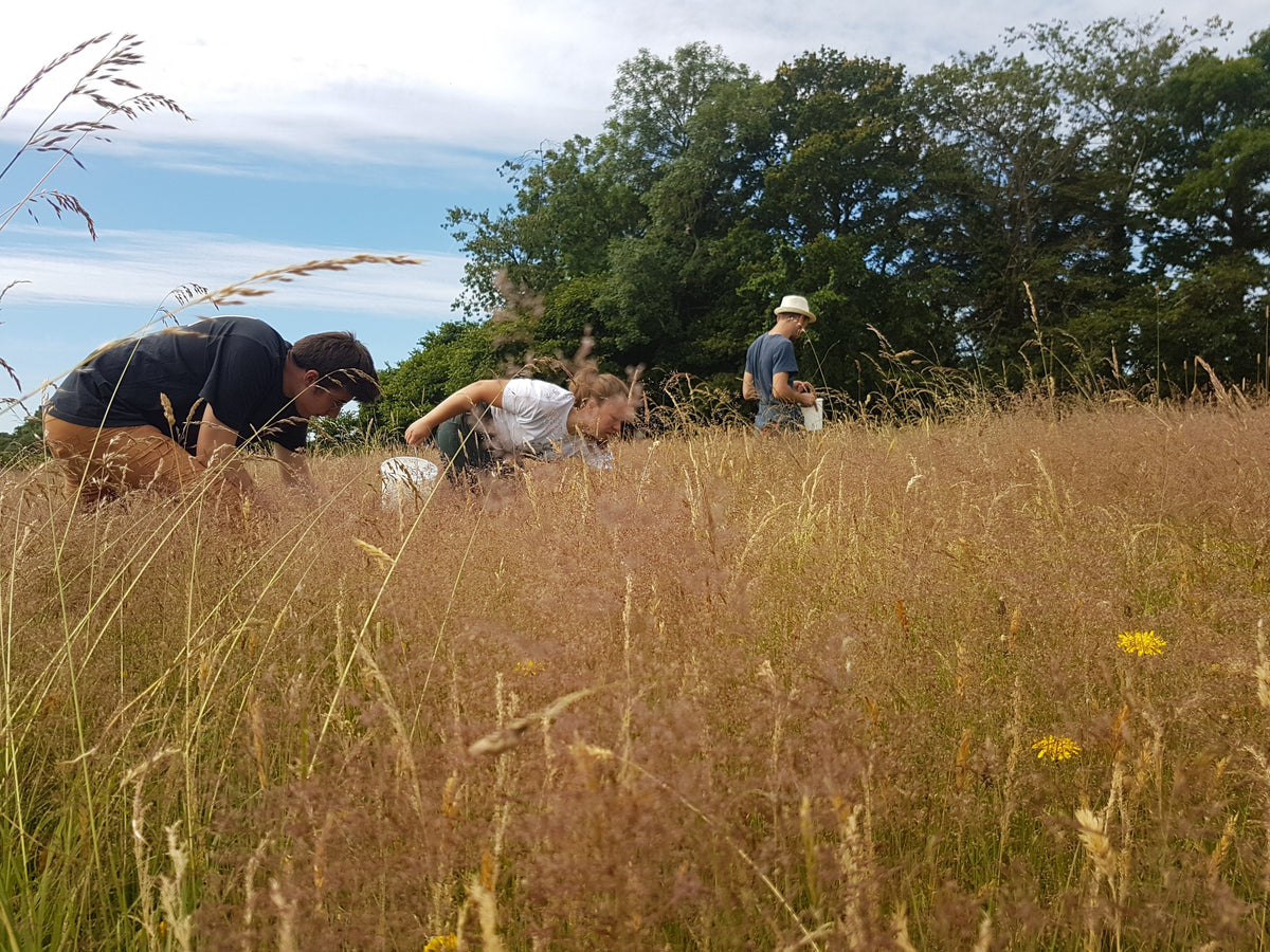 Common bent grass - 5g | Goren Farm Seeds