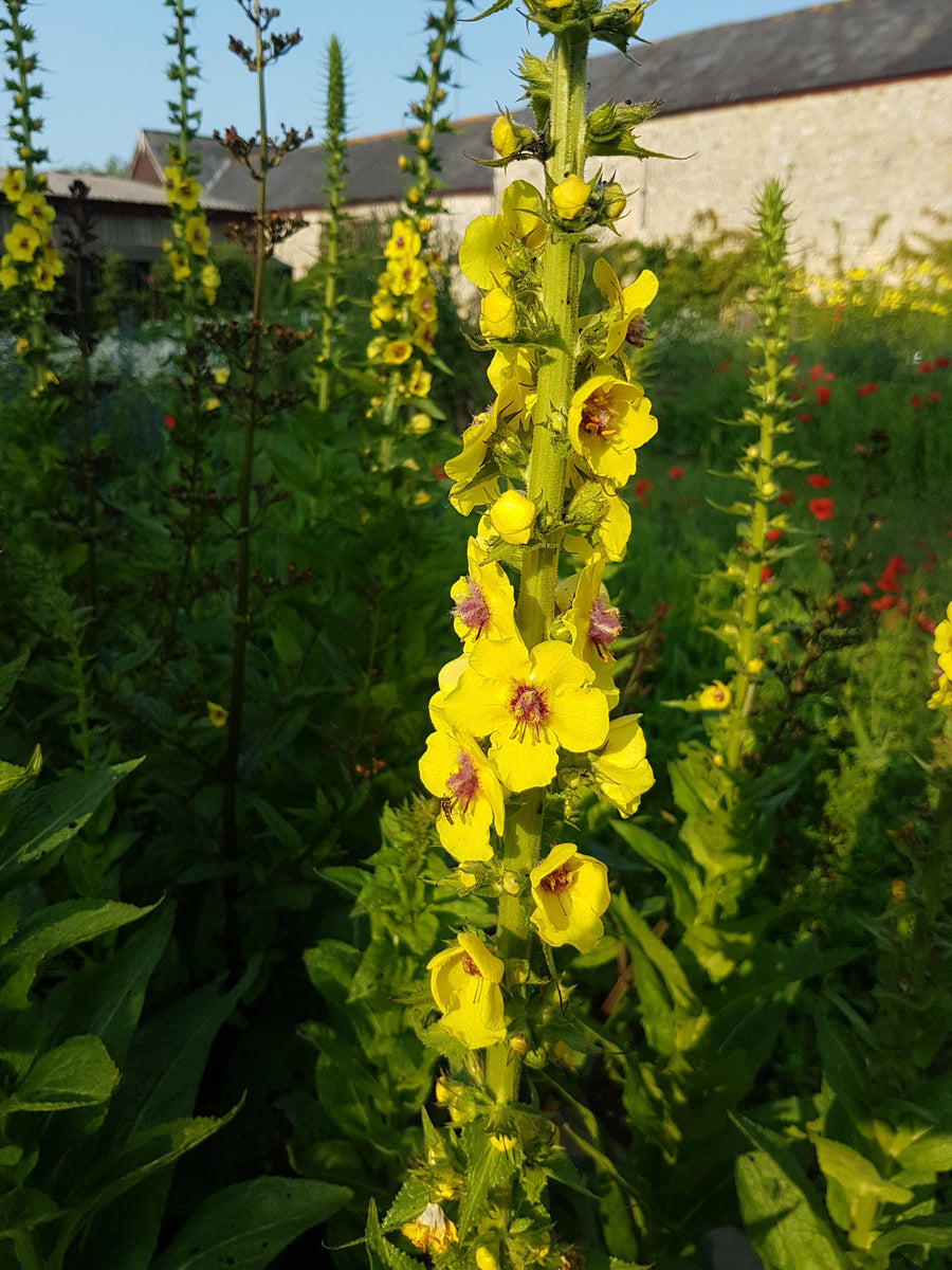 Dark mullien 1g | Goren Farm Seeds