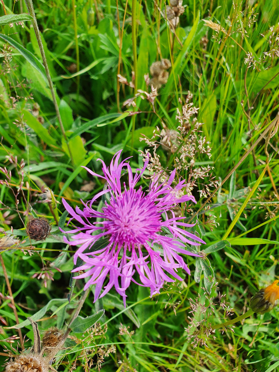 Common Knapweed - 3g | Goren Farm Seeds