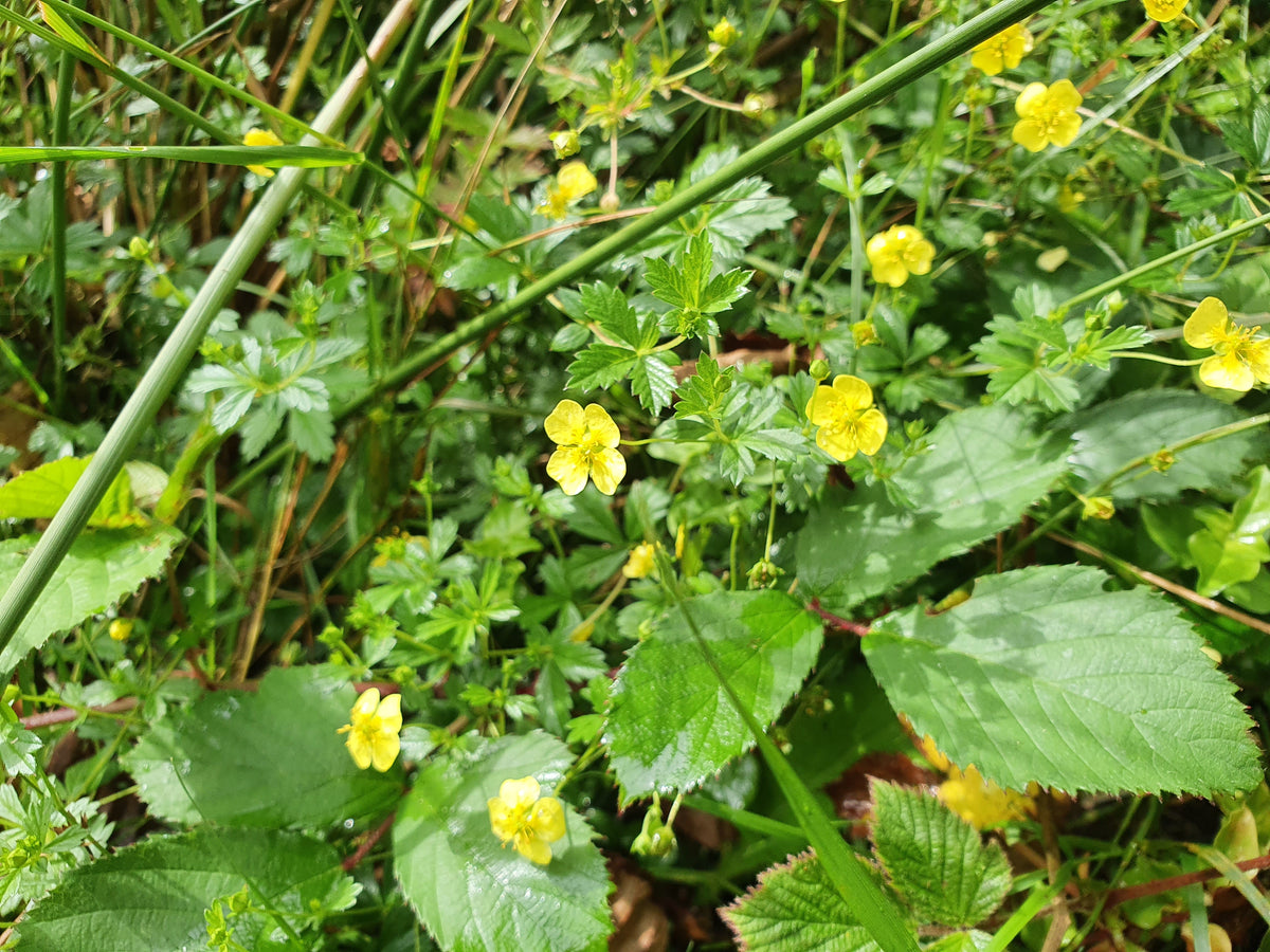 Creeping Tormentil - 1g | Goren Farm Seeds