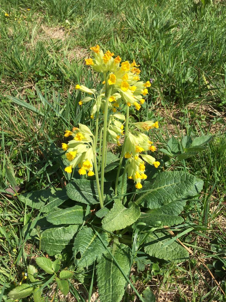 Cowslip - 0.5g | Goren Farm Seeds