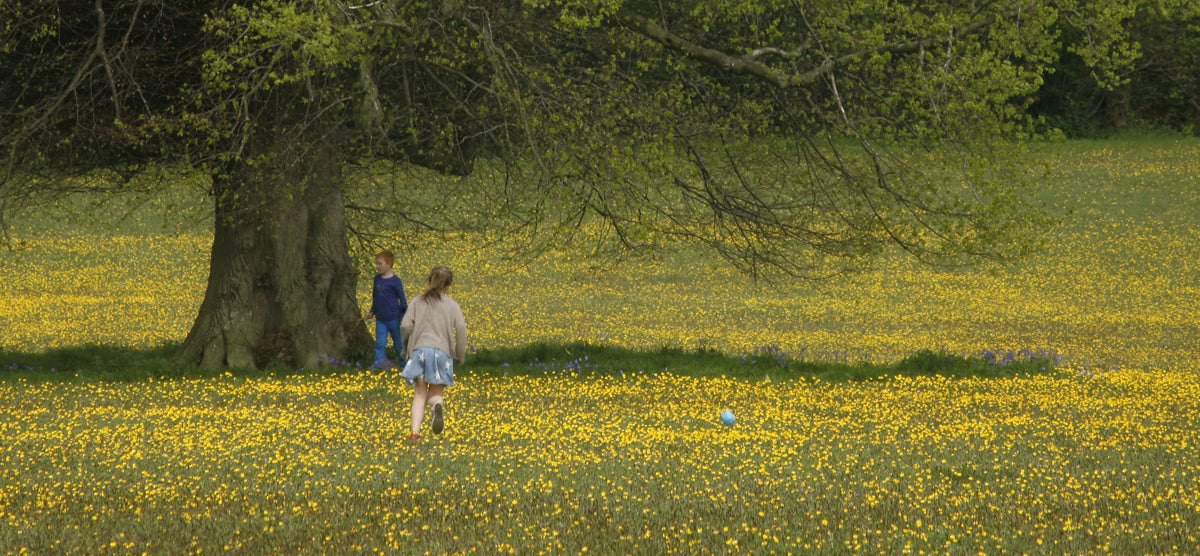 General Wildflower Meadow mix SFI - | Goren Farm Seeds