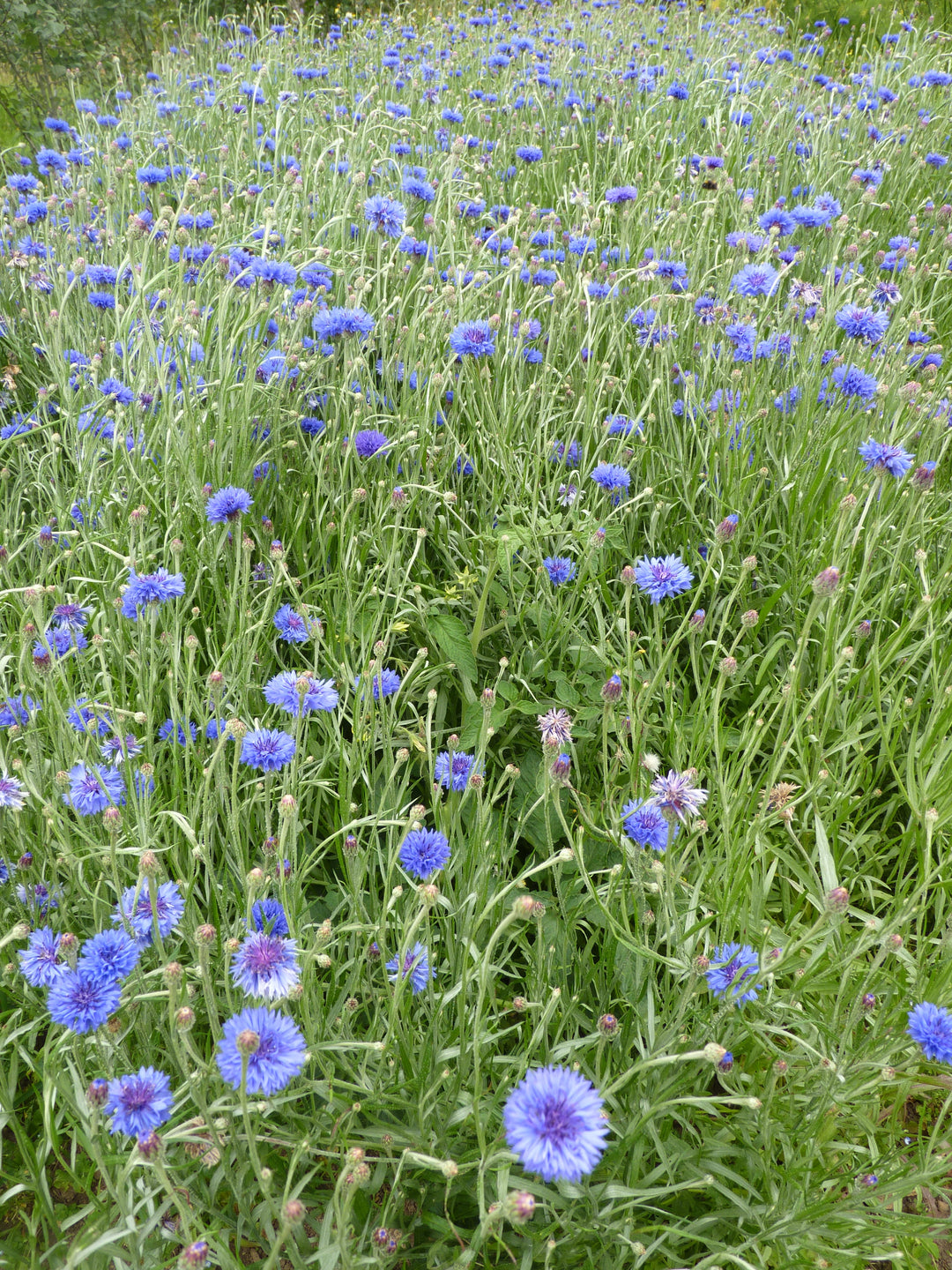 Cornfield annual mix | Goren Farm Seeds