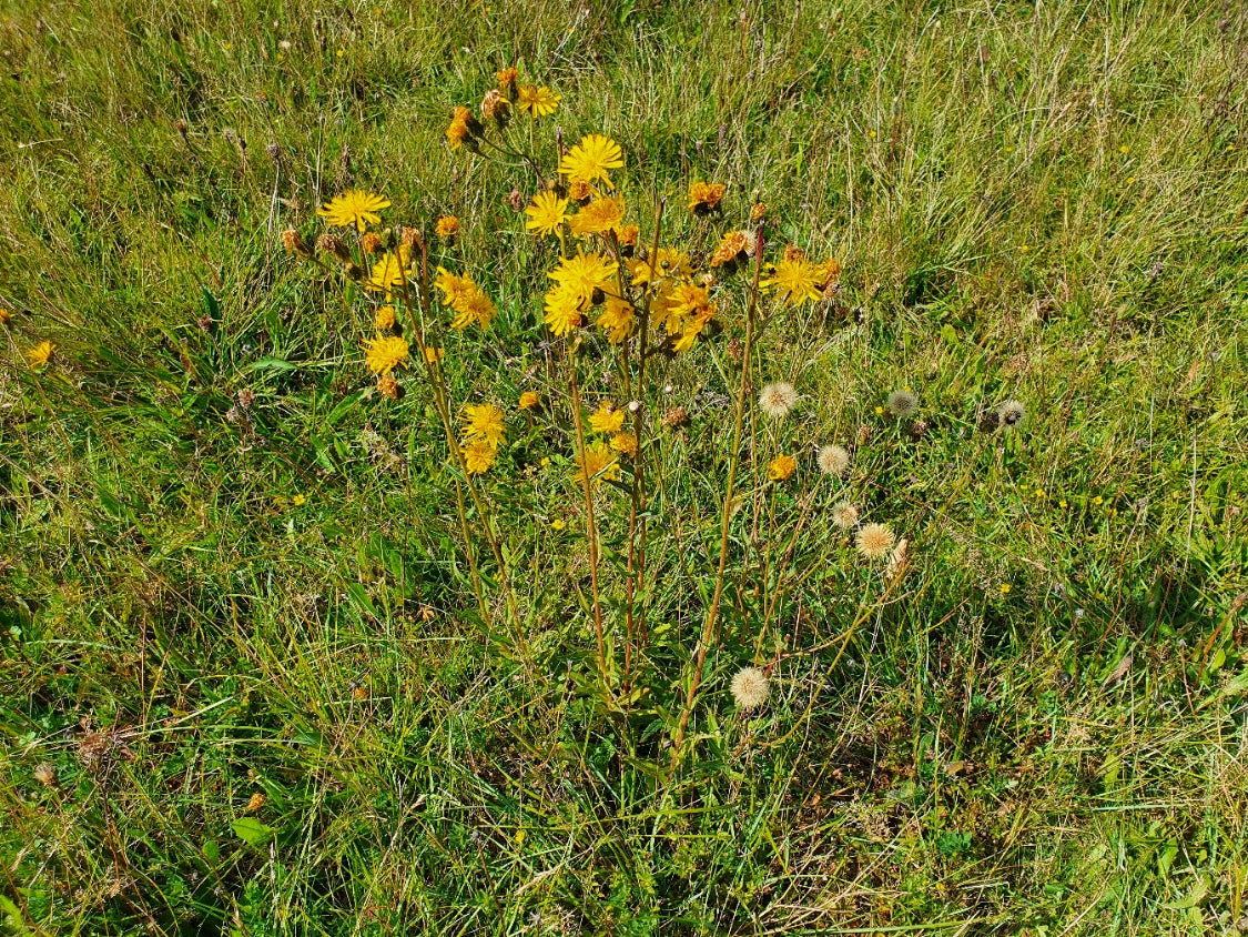 Narrow leaf Hawkweed - 1g | Goren Farm Seeds